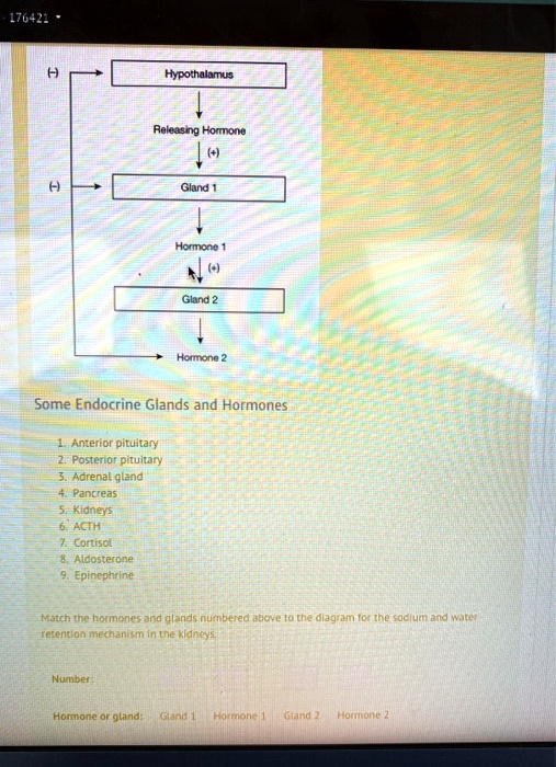 SOLVED: Text: 17042 Hypothalamus Adrenal Hormone Hormone Gland 2 ...