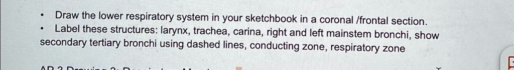 Draw the lower respiratory system in your sketchbook in a coronal ...