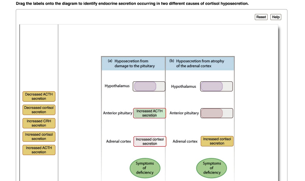 art labeling activity figure 715 drag the labels onto the diagram to ...