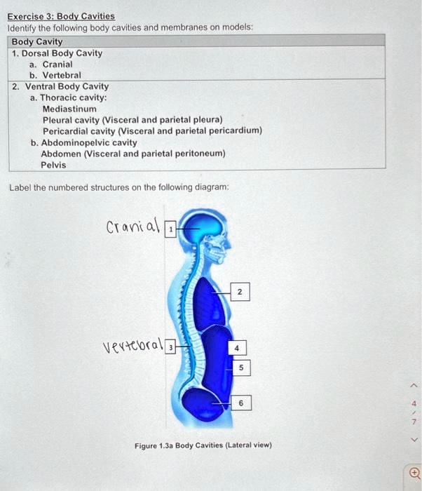 Exercise 3: Body Cavities Identify the following body cavities and ...