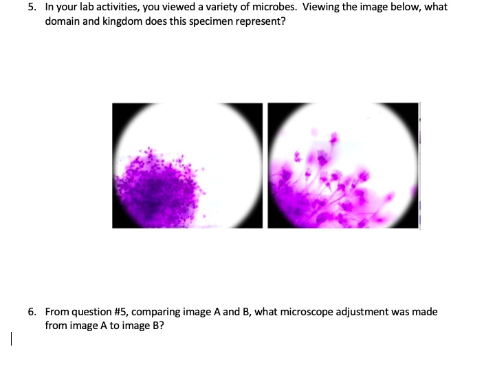 in your lab activities you viewed variety of microbes viewing the image ...