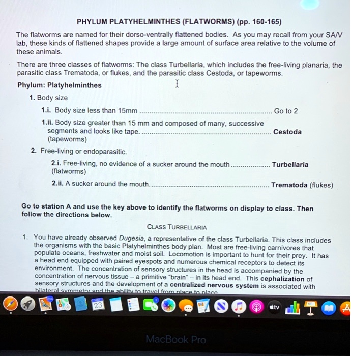phylum platyhelminthes flatworms pp 160 165 the flatworms are named for ...