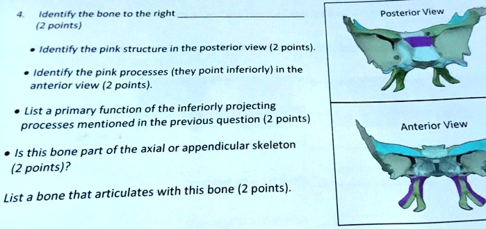 4. Identify the bone to the right (2 points) • Identify the pink ...