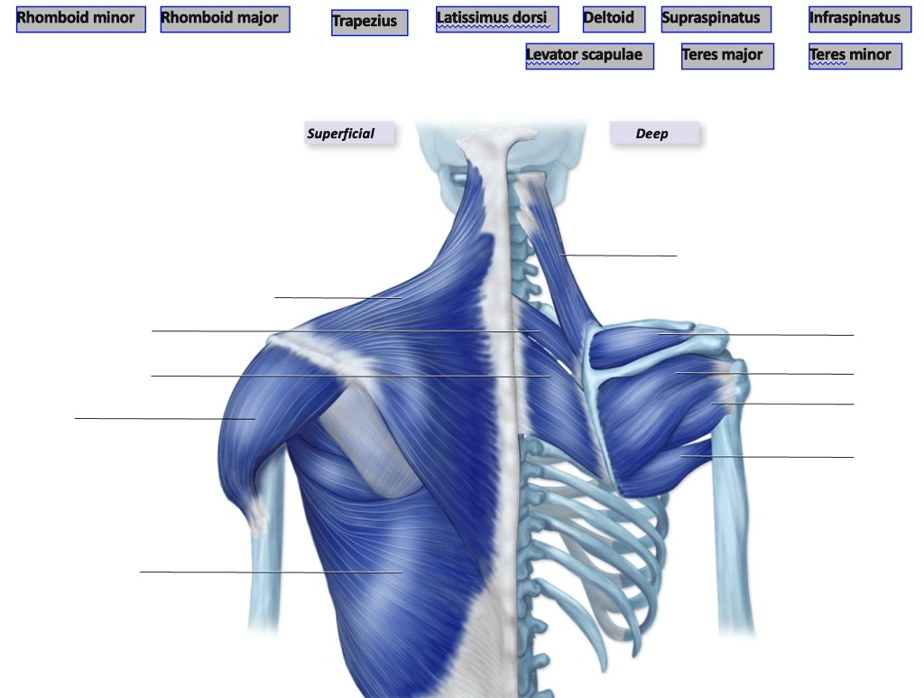SOLVED: Texts: Rhomboid minor Rhomboid major Trapezius Latissimus dorsi ...