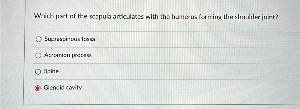 SOLVED: Which part of the scapula articulates with the humerus forming ...