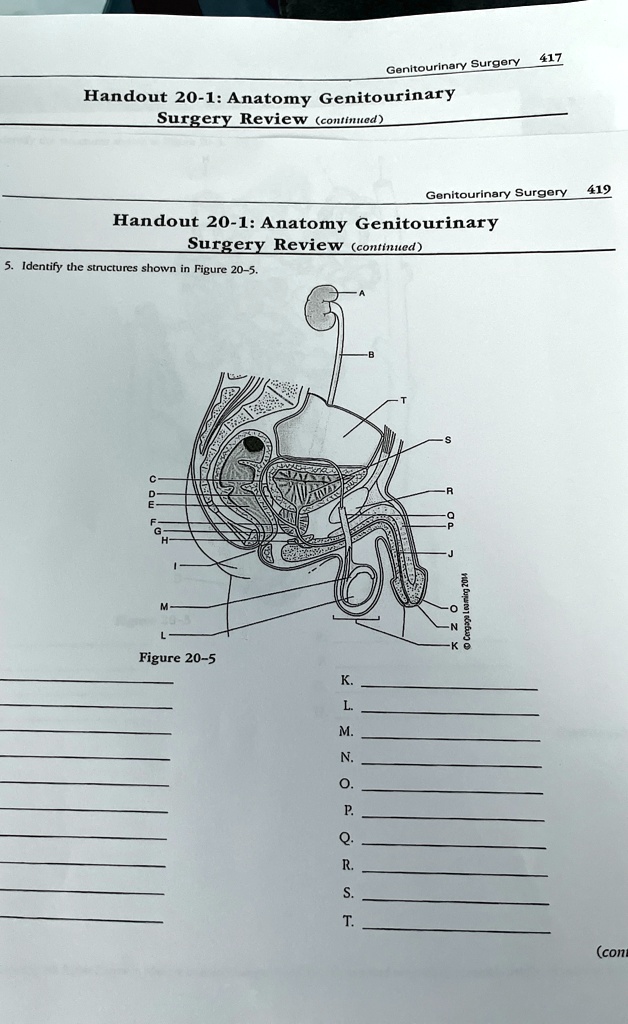 genitourinary surgery 417 handout 20 1 anatomy genitourinary surgery ...
