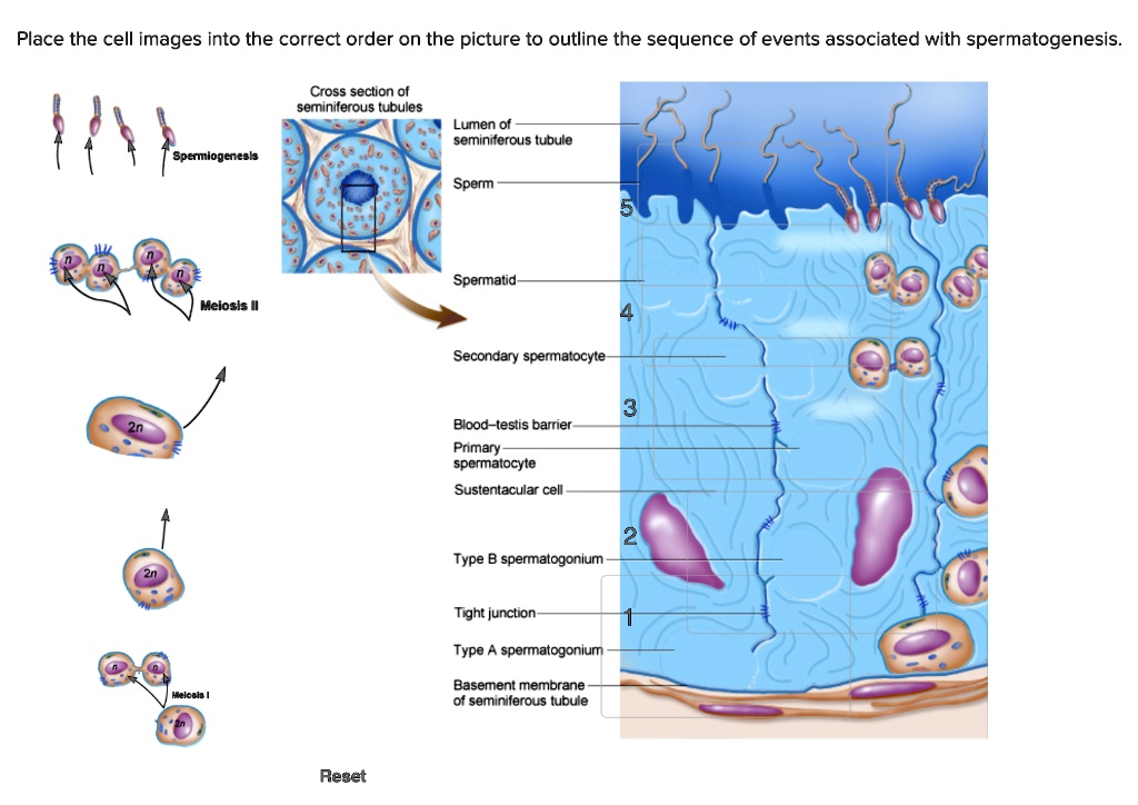 Place the cell images into the correct order on the picture to outline the sequence of events ...