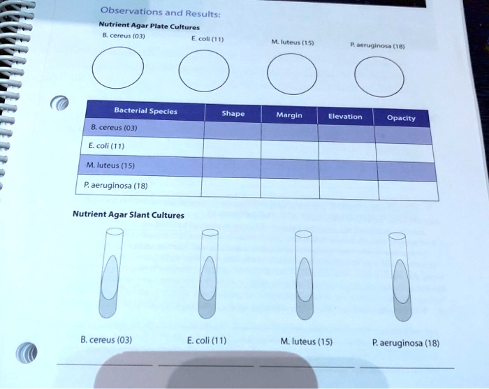 SOLVED: Observations and Results: Nutricnt Agar Plate Cultures Ctu (031 ...