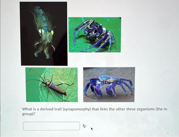 SOLVED: What is a derived trait (synapomorphy) that links the other ...