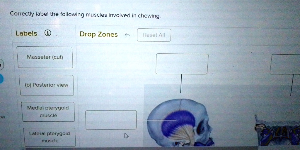correctly label the following muscles involved in chewing labels drop ...
