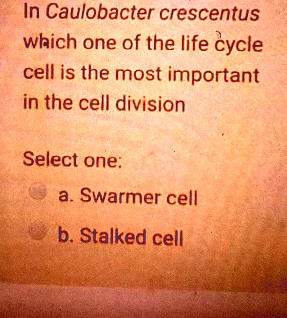 in caulobacter crescentus which one of the life cycle cell is the most ...