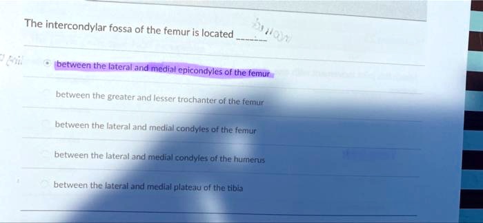 The intercondylar fossa of the femur is located between the lateral and ...