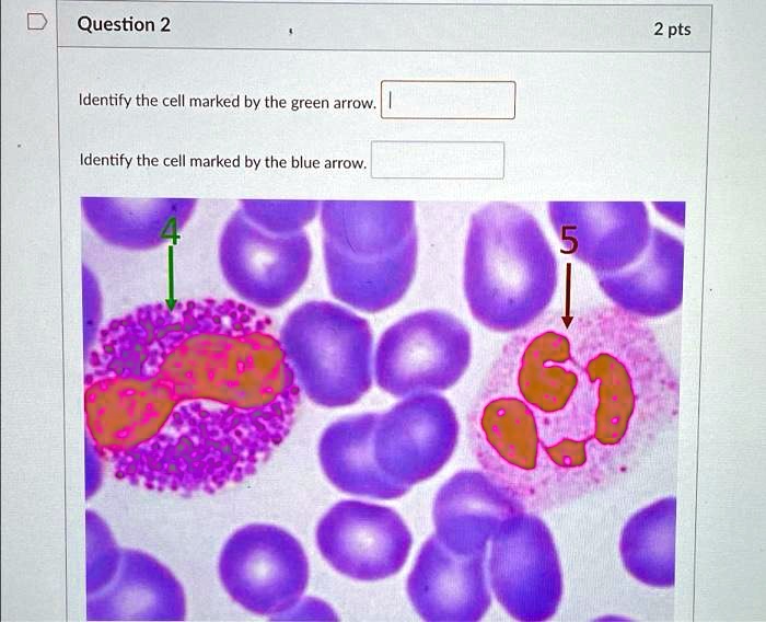SOLVED: question 2 Question 2 2 pts Identify the cell marked by the ... SOLVED: question 2 Question 2 2 pts Identify the cell marked by the ...