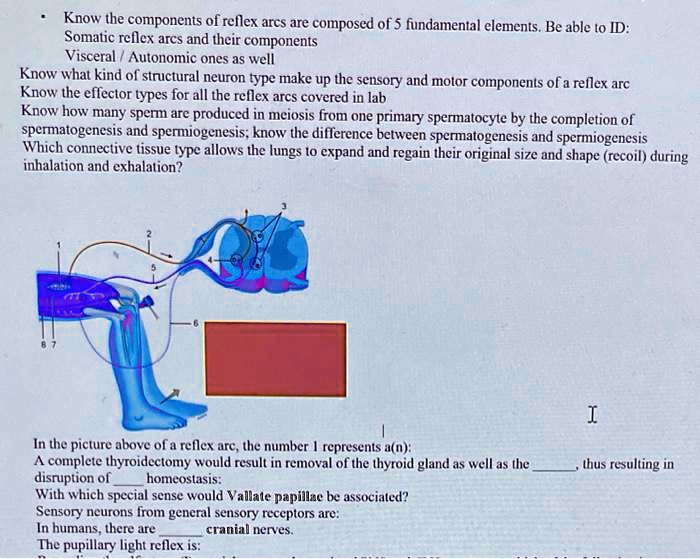 Know the components of reflex arcs are composed of 5 fundamental elements. Be able to ID ...