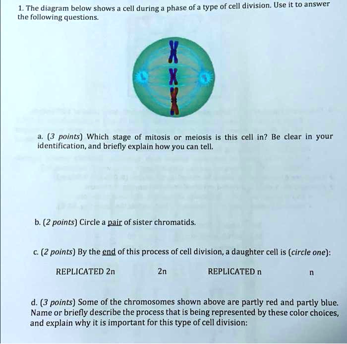 SOLVED: The diagram below shows a cell during a phase of cell division ...