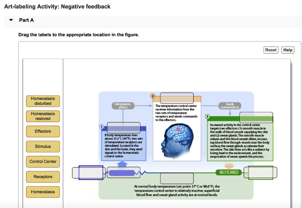 Art-labeling Activity: Negative Feedback Part A Drag the labels to the ...