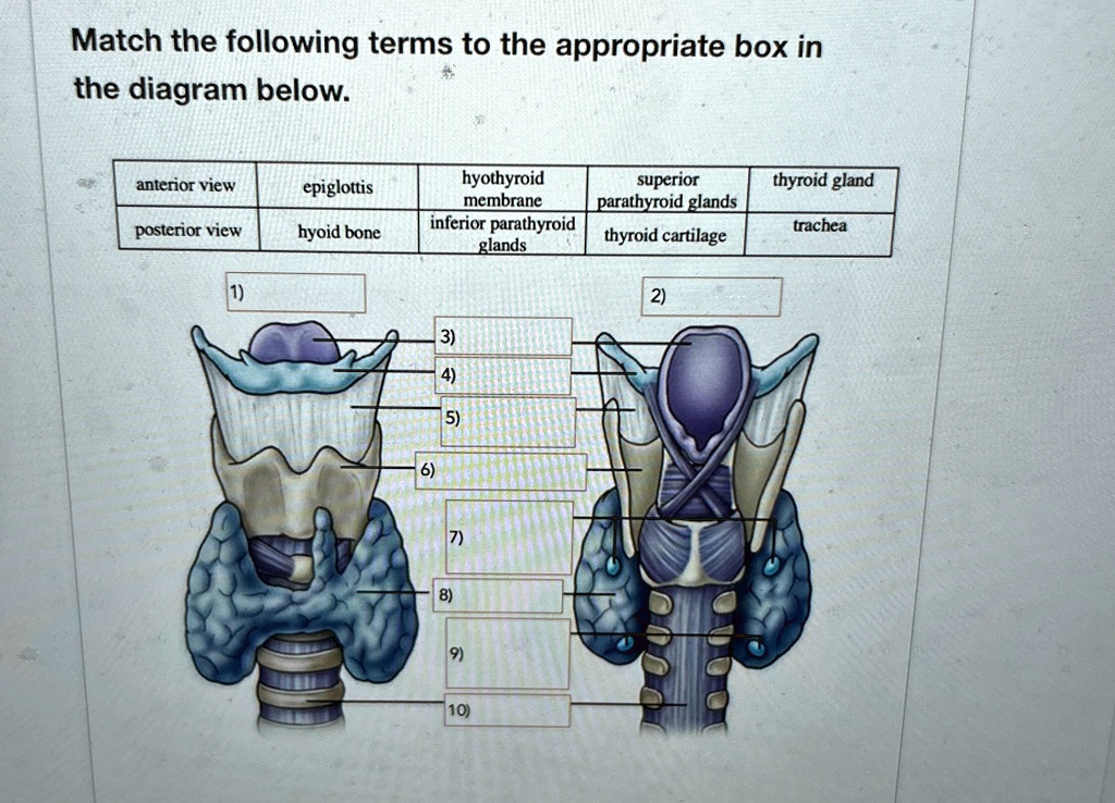 Match the following terms to the appropriate box in the diagram below ...
