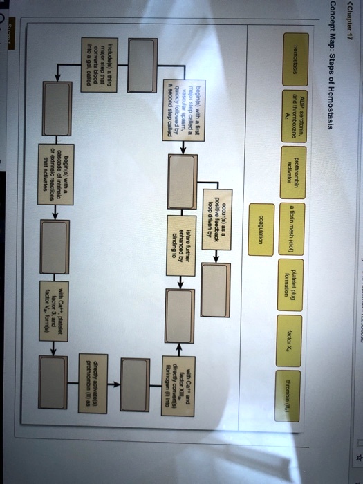 Chapter 17 Concept Map: Steps of Hemostasis hemostasis ADP, serotonin ...