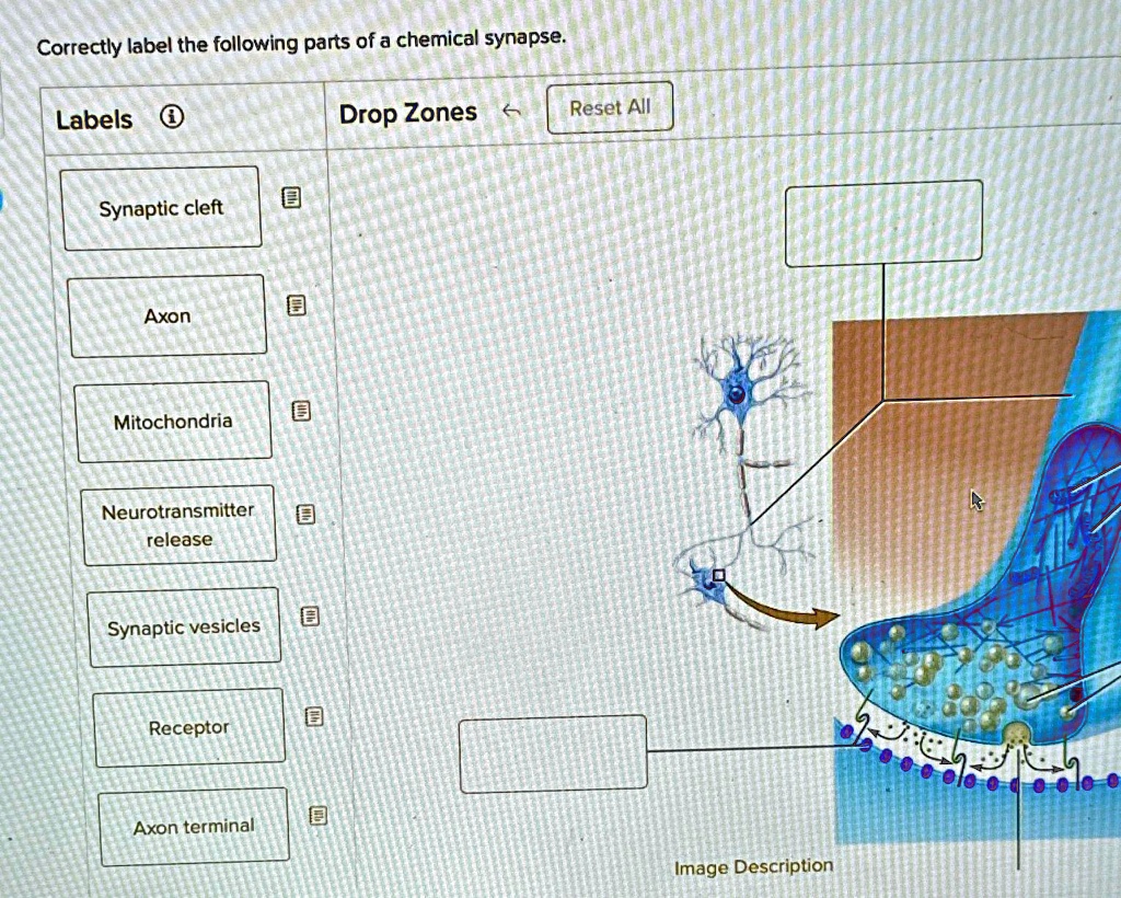 Correctly label the following parts of a chemical synapse. Correctly label the following parts ...