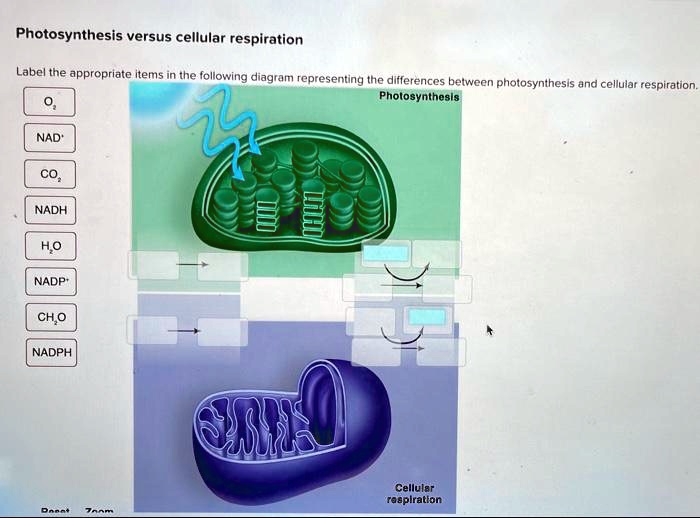 SOLVED: Label the appropriate items in the following diagram representing the differences ...