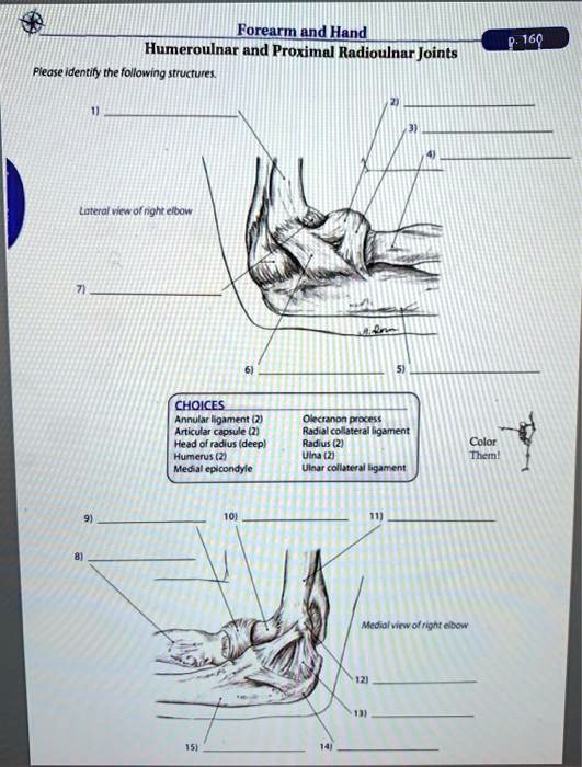 Forearm and Hand Humeroulnar and Proximal Radioulnar Joints Please ...