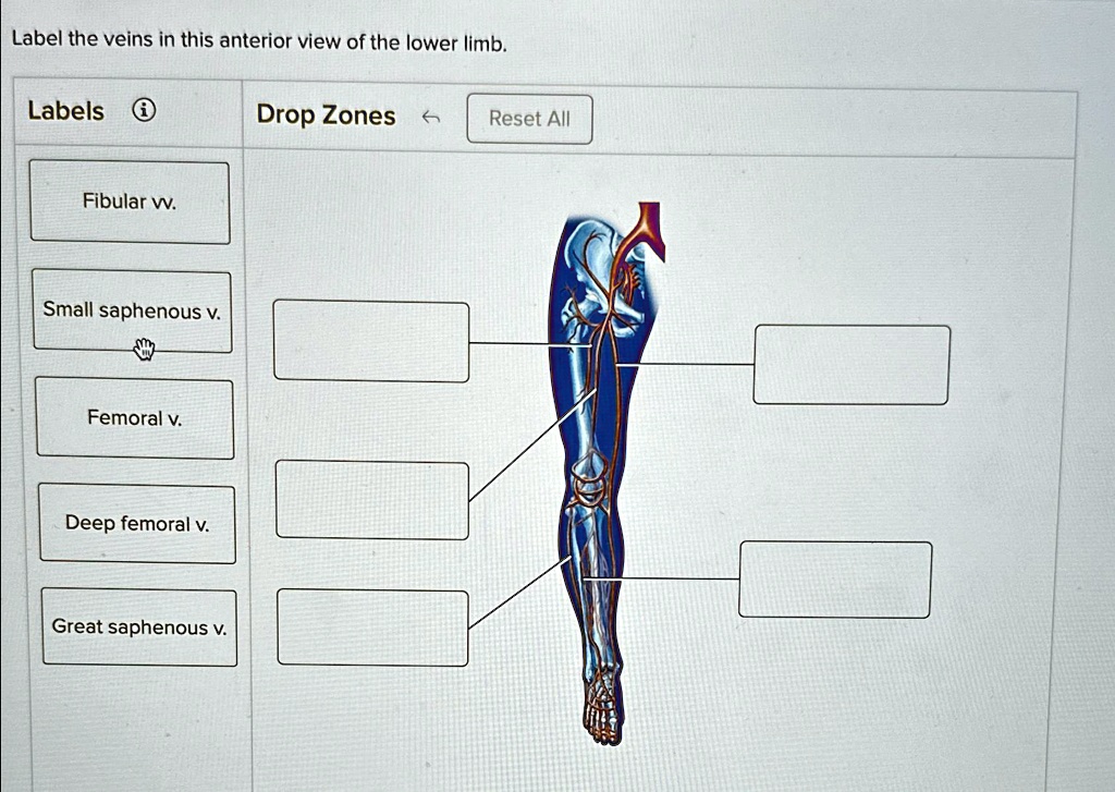 SOLVED: Label the veins in this anterior view of the lower limb. Label ...