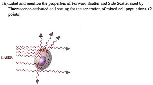 SOLVED: 16) Label and mention the properties of Forward Scatter and ...