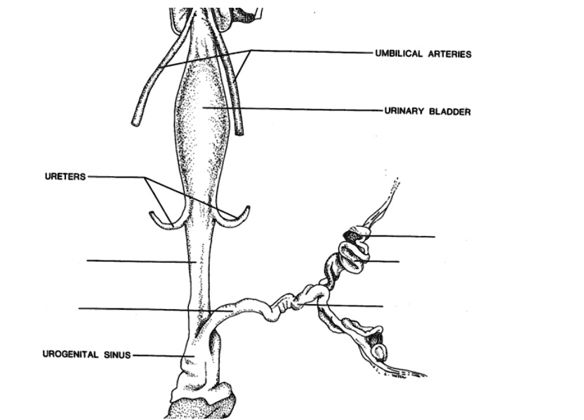 SOLVED: Umbilical Arteries Urinary Bladder Ureters Urogenital Sinus