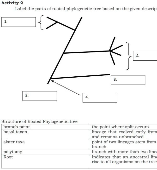 Activity 2 Label the parts of rooted phylogenetic tree based on the given descrip 1. 5. 4. 3. 2 ...