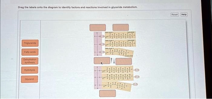 SOLVED: Texts: Drag the labels onto the diagram to identify factors and reactions involved in ...
