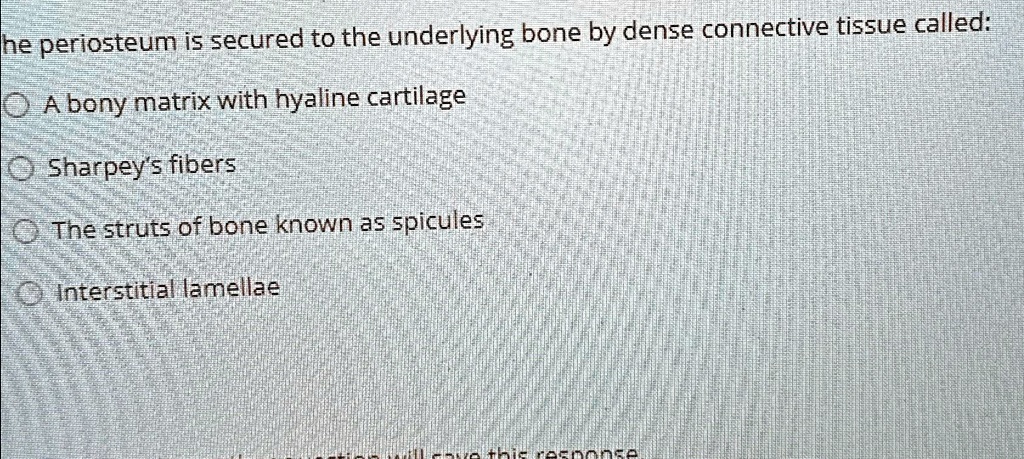 The periosteum is secured to the underlying bone by dense connective ...