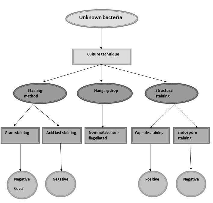 SOLVED: Unknown bacteria Culture technique Staining method Hanging drop ...