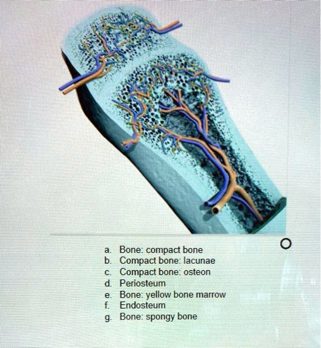 a. Bone: compact bone b. Compact bone: lacunae c. Compact bone: osteon ...