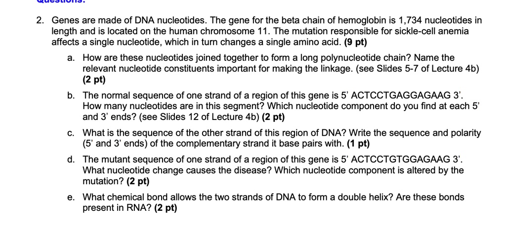 SOLVED: Genes are made of DNA nucleotides. The gene for the beta chain of hemoglobin is 1,734 ...
