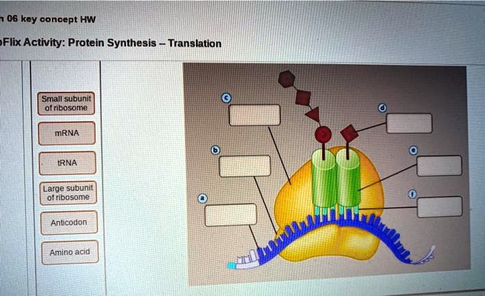 06 key concepl hw flix activity protein synthesis translation small ...