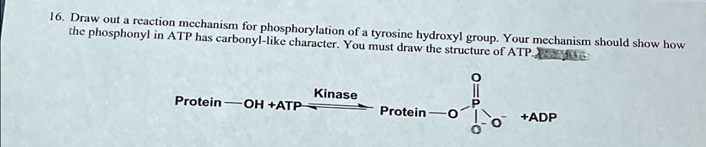 draw out a reaction mechanism for phosphorylation of a tyrosine ...