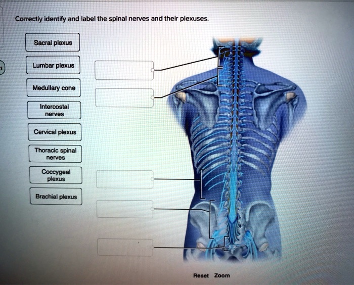 SOLVED: Correctiy identify and label the spinal nerves and their ...