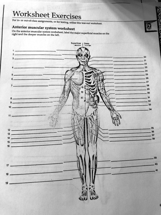 Anterior Muscular System Worksheet