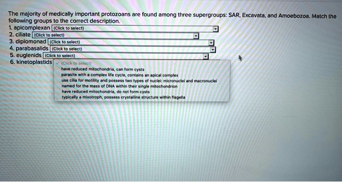 SOLVED: The majority of medically important protozoans are found among three supergroups: SAR ...