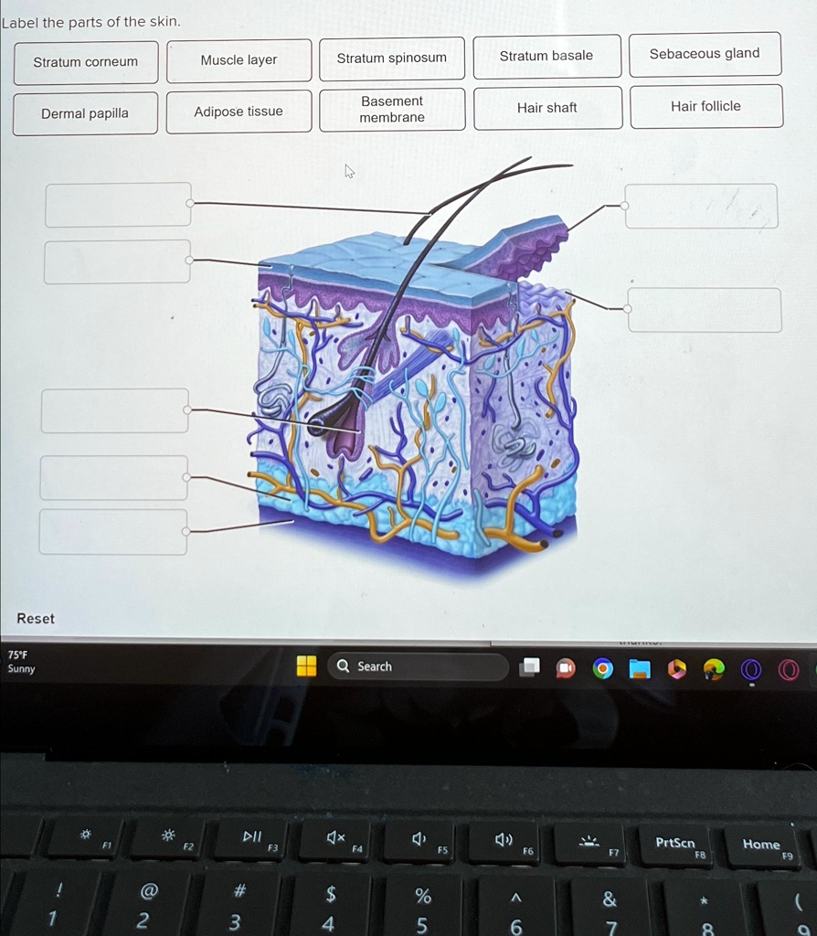 Label the parts of the skin: - Stratum spinosum - Stratum basale ...