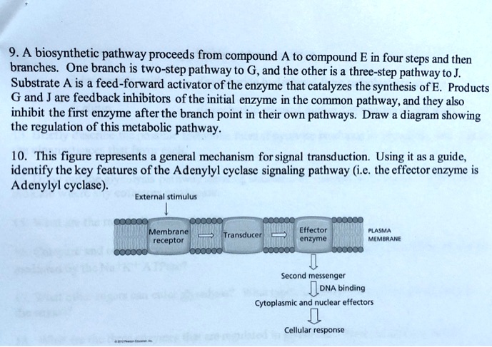 SOLVED: A biosynthetic pathway proceeds from compound A to compound E ...