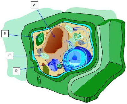 SOLVED: Which structure in this plant cell represents the site of ATP ...
