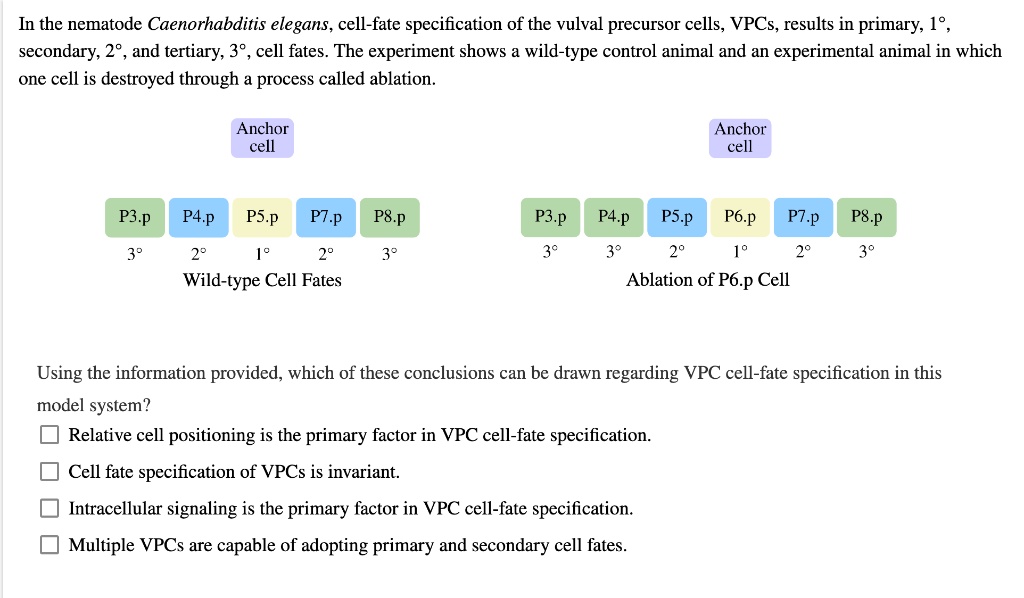 SOLVED: In the nematode Caenorhabditis elegans, cell-fate specification ...