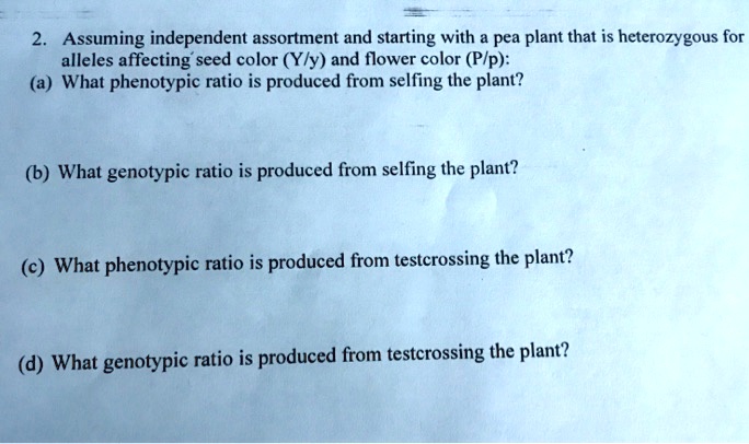 assuming independent assortment and starting with pea plant that is ...