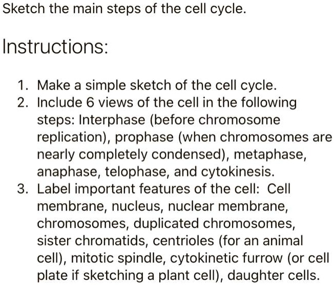 SOLVED: Sketch the main steps of the cell cycle: Instructions: 1. Make ...