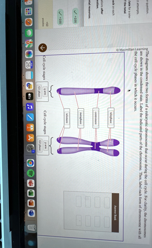 the diagram shows the two forms of a eukaryotic chromosome that occur ...