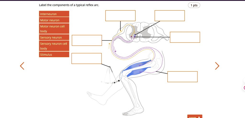 Label the components of a typical reflex arc. Interneuron Motor neuron ...
