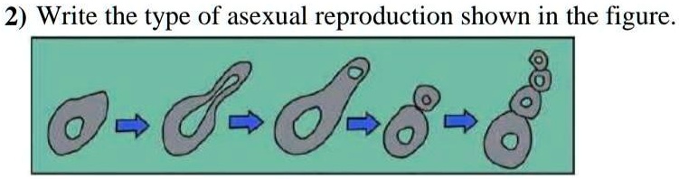 SOLVED: 'write the type of asexual reproduction shown in figure 2 ...