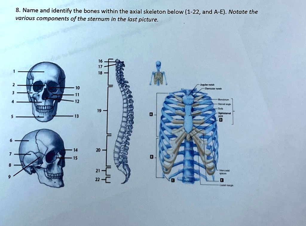 Axial Bones Identification