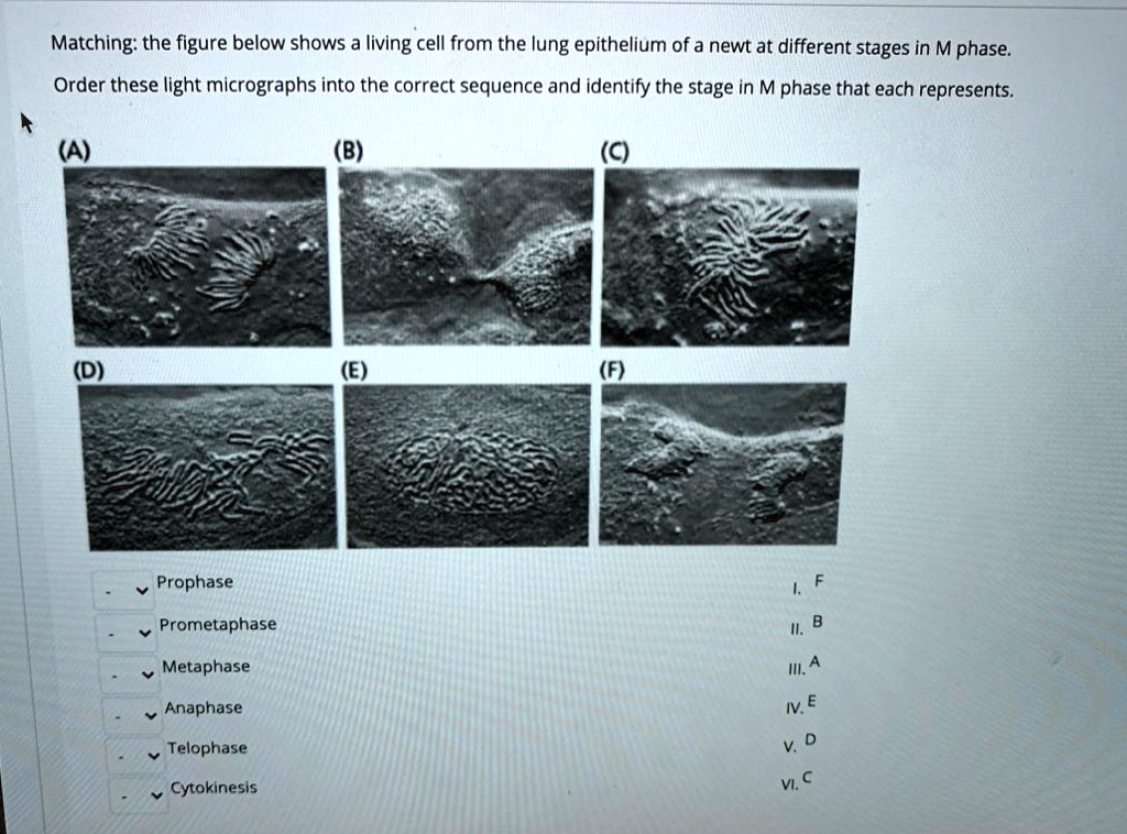 Matching: the figure below shows a living cell from the lung epithelium of a newt at different ...